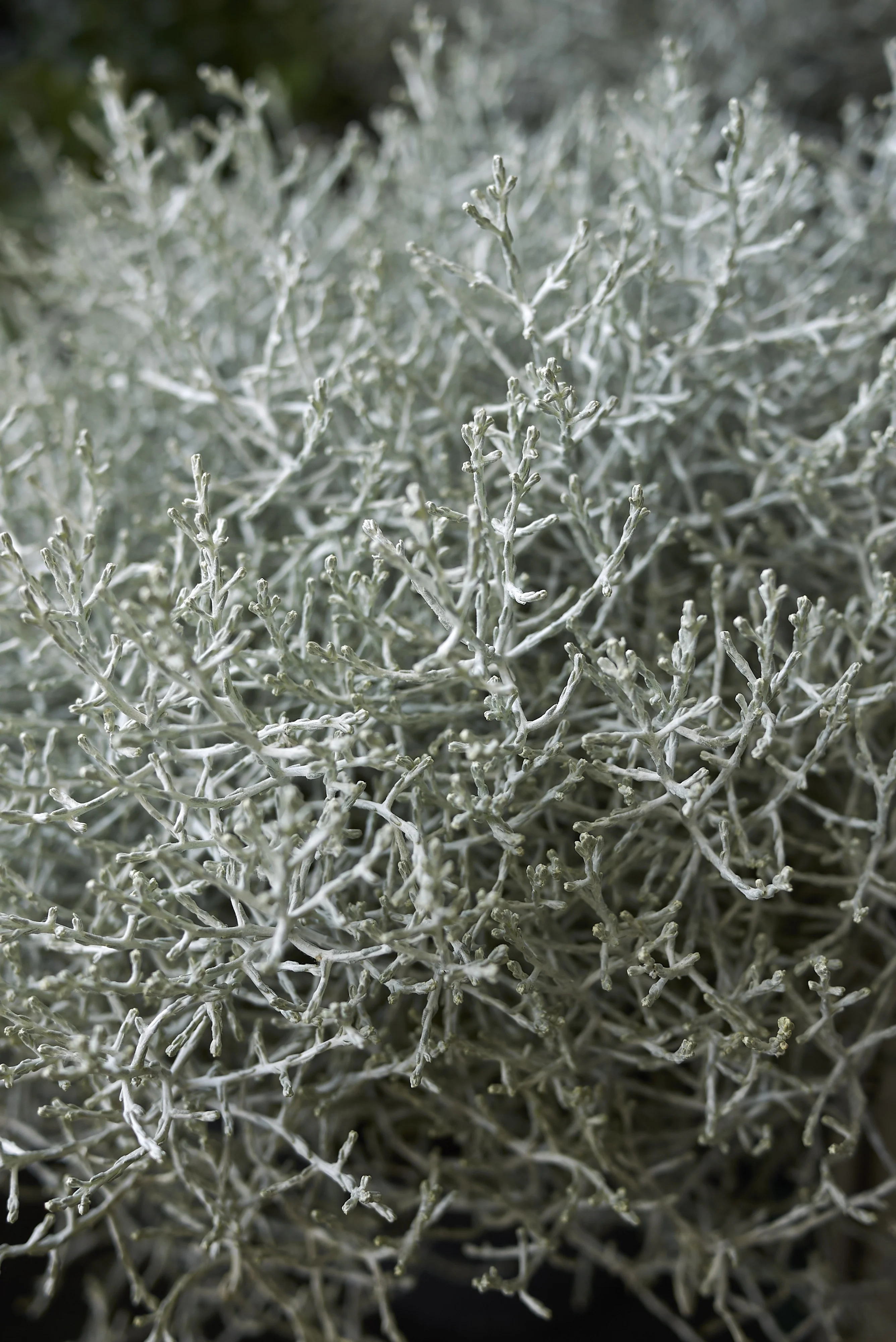 calocephalus whimsy silver