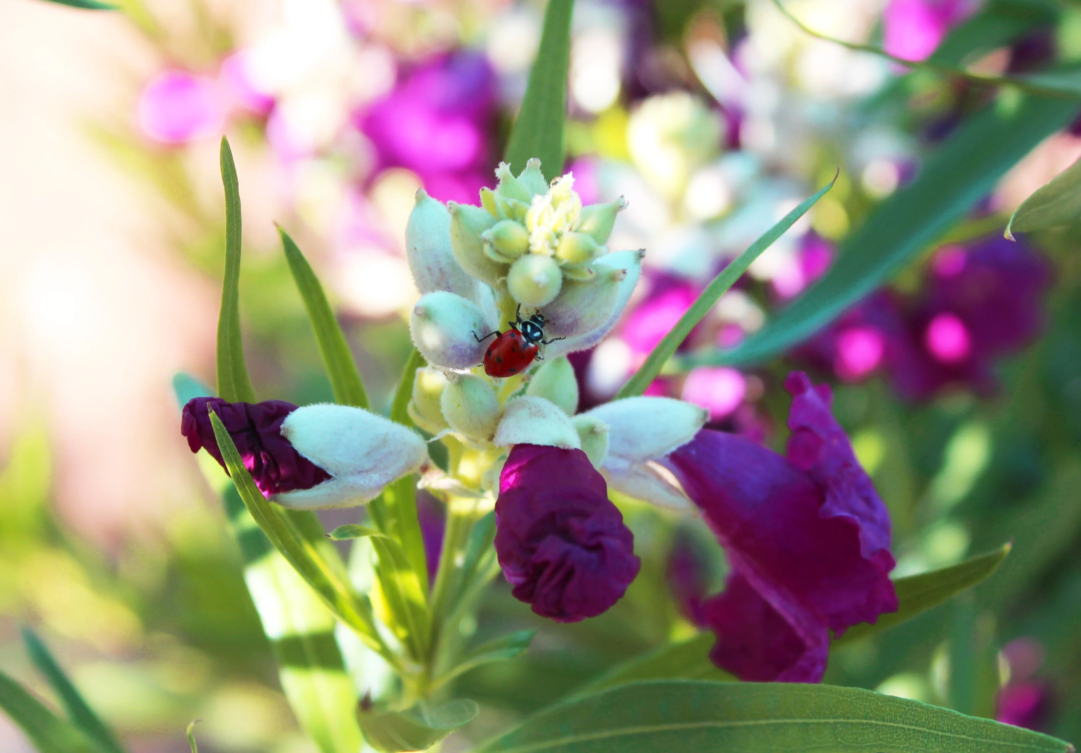 sweet bubba desert willow