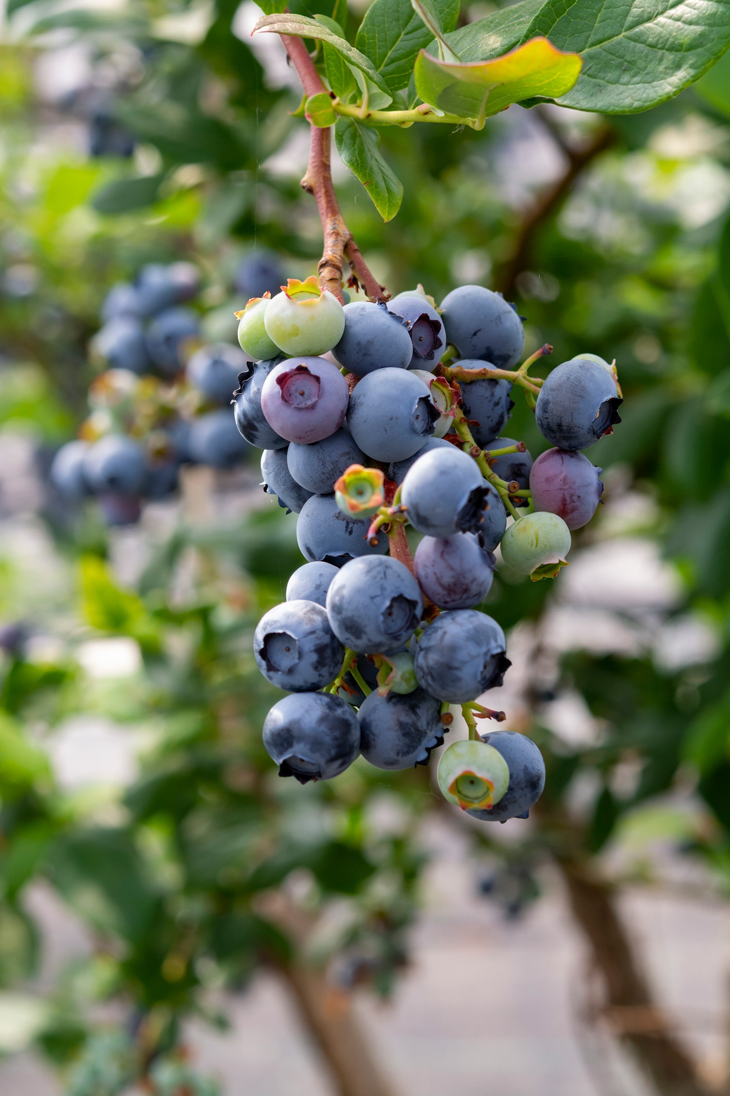 blueberry bush highbush