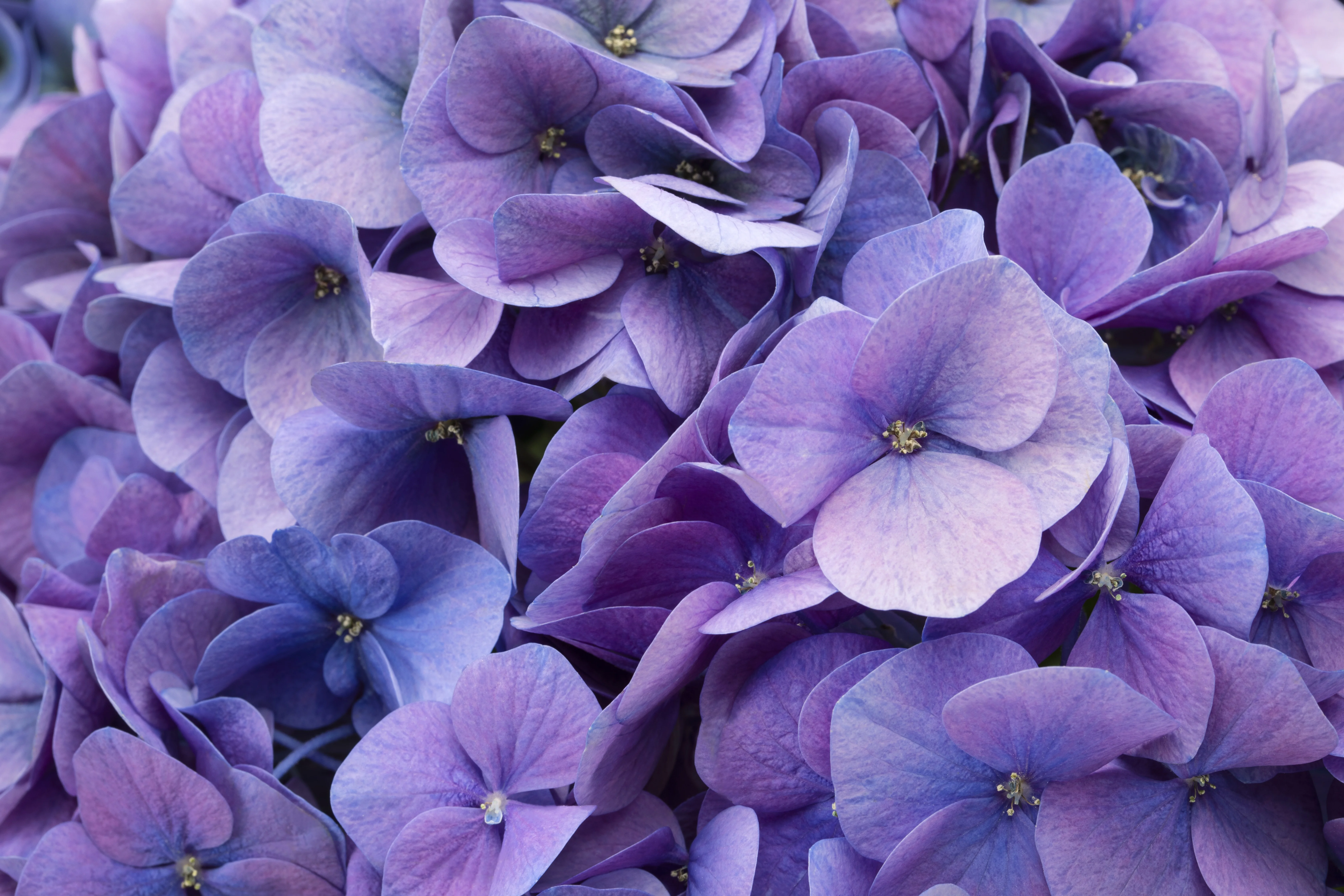 blue hydrangea ericaceous soil