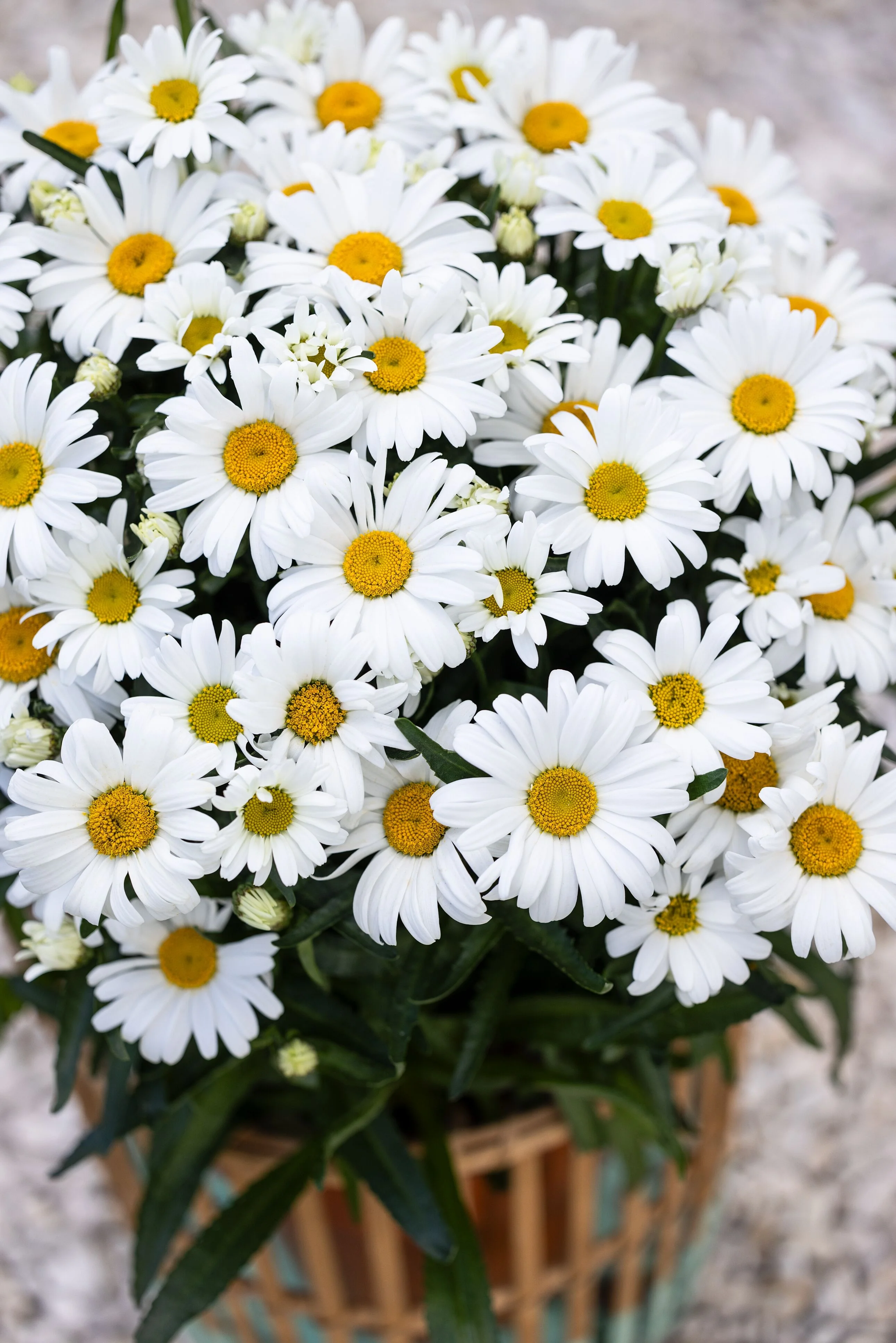 leucanthemums