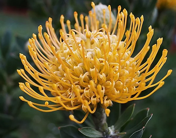 pincushion protea