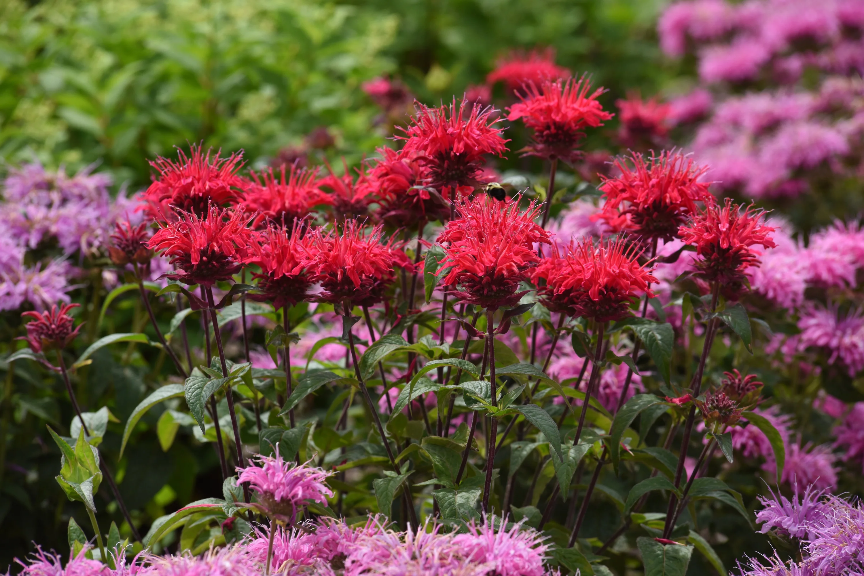 bee balm red