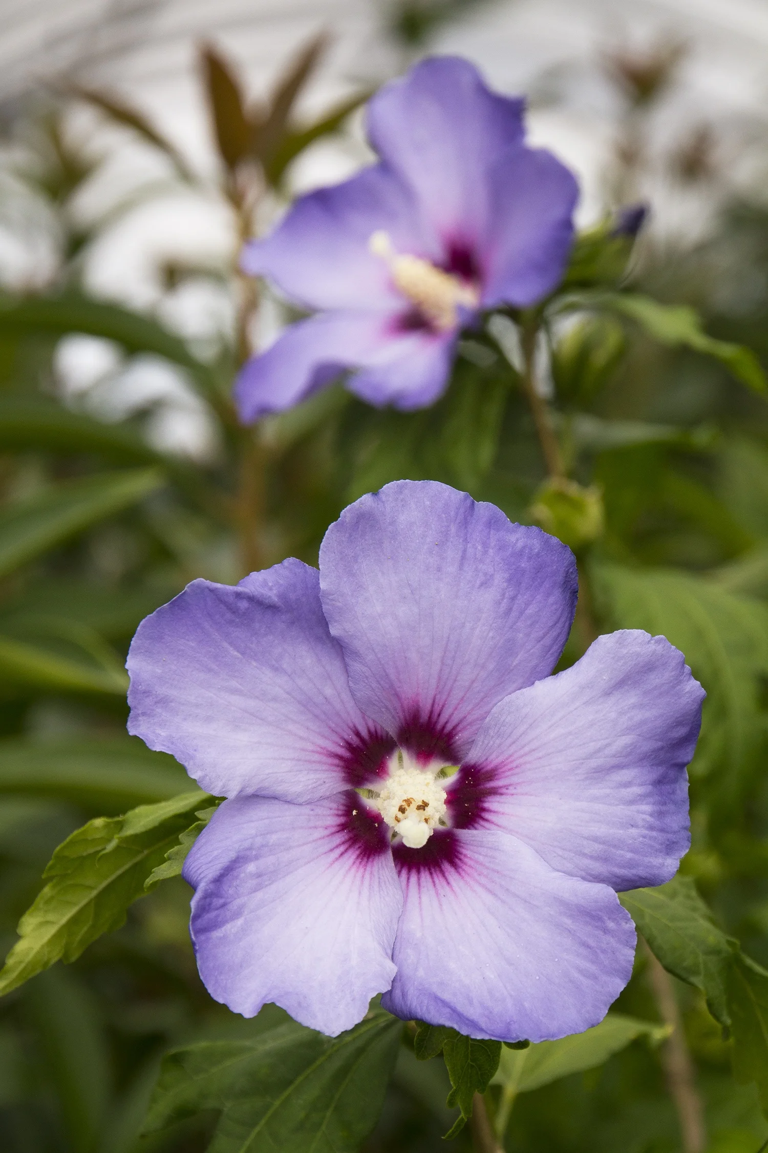 hibiscus bluebird pruning