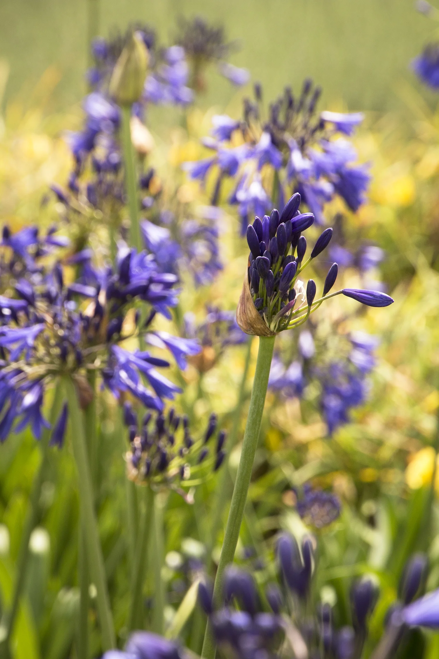 agapanto storm cloud
