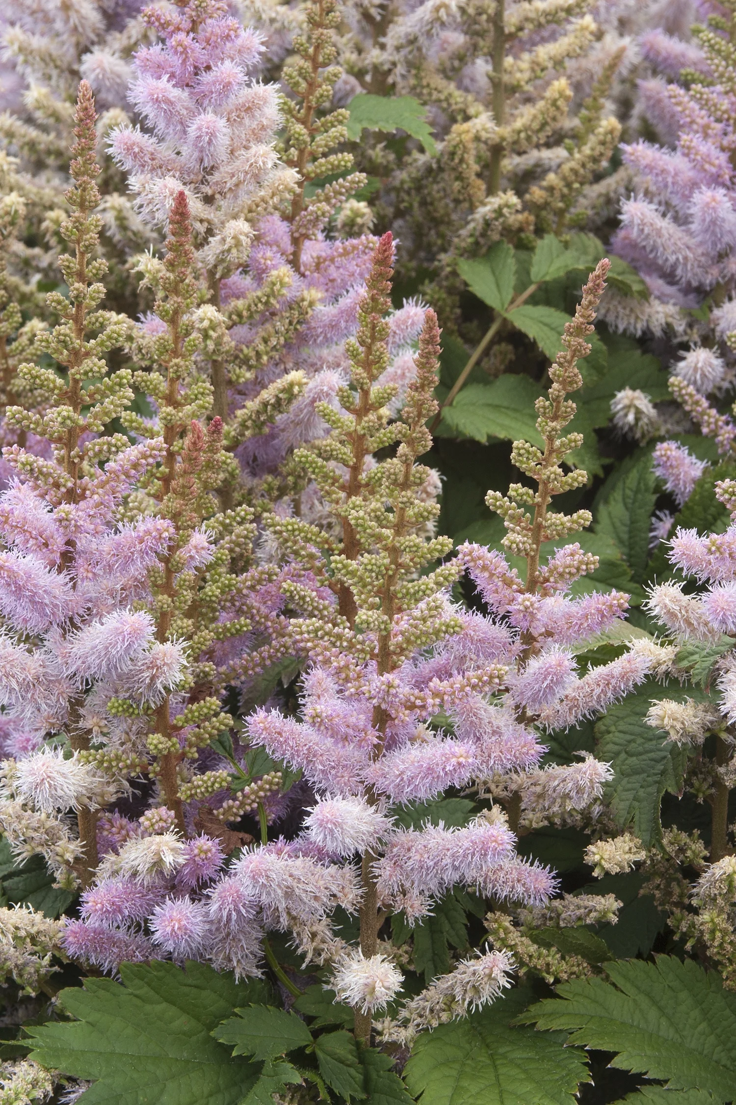 purple leaf astilbe