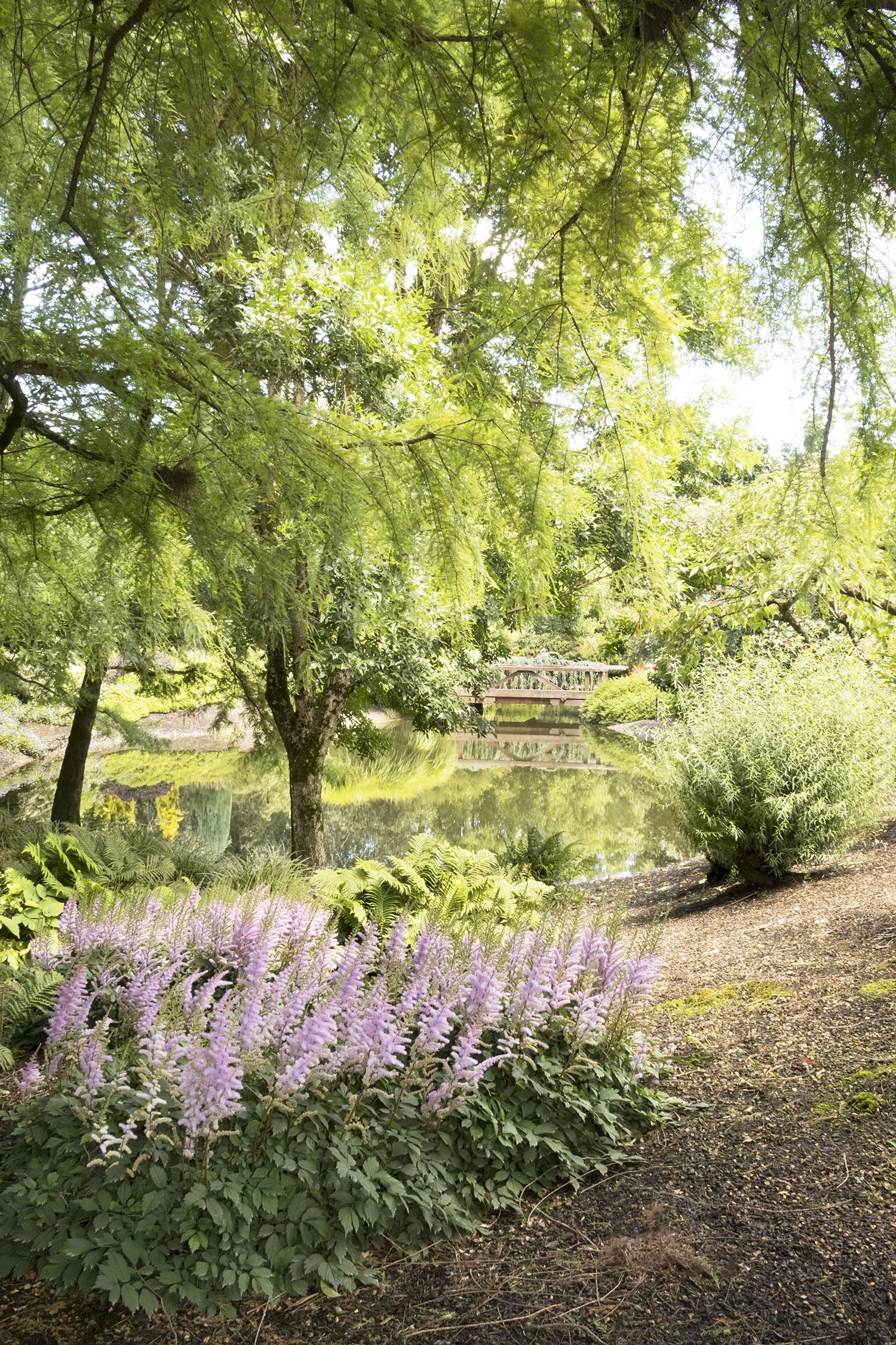 chinese astilbe pruning