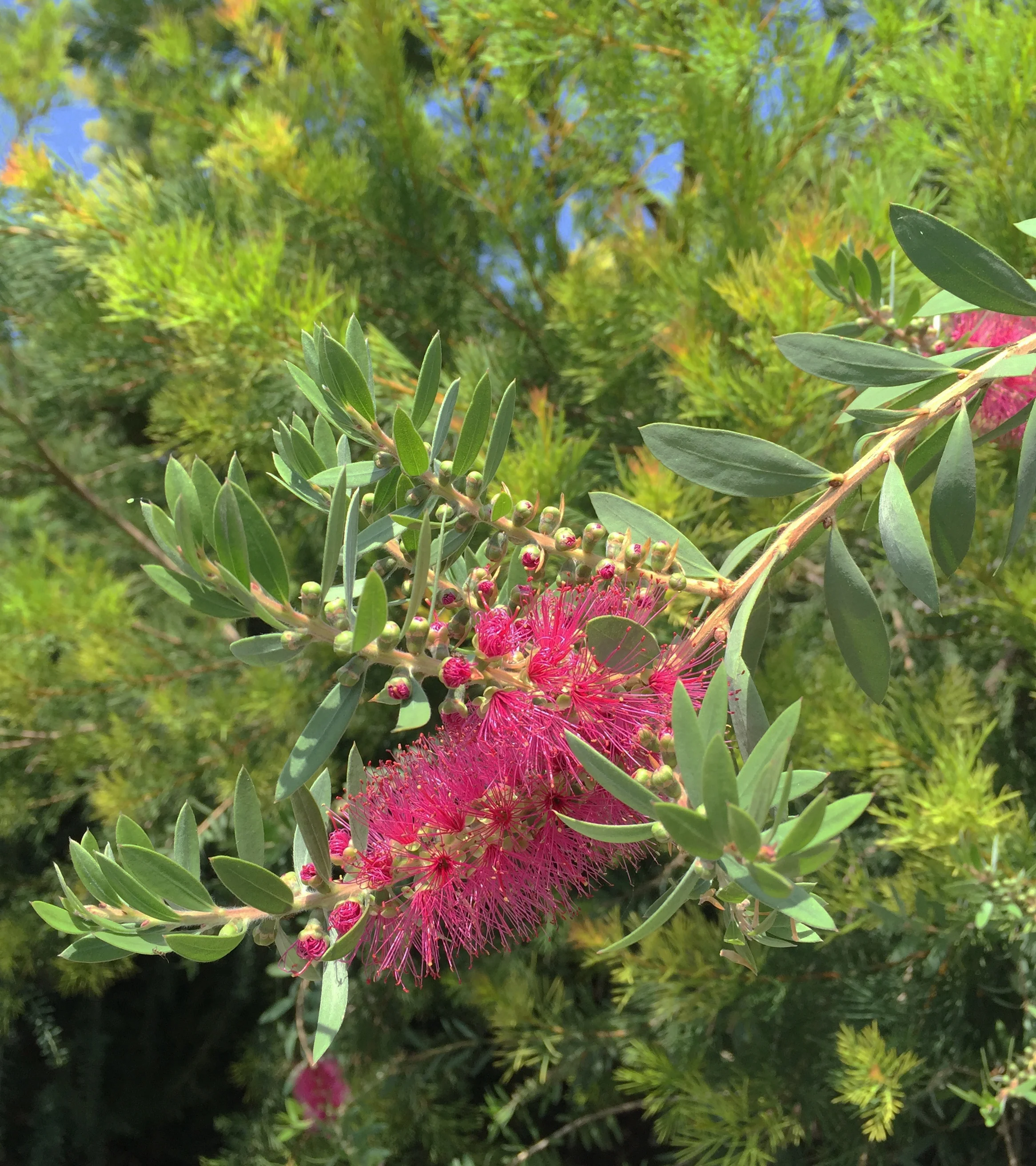 pink callistemon
