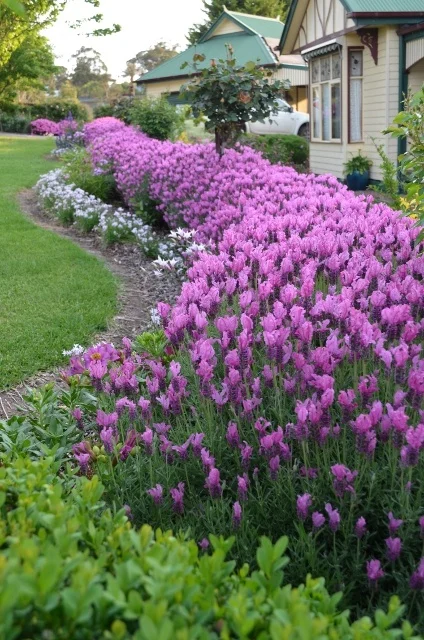 lavender garden border
