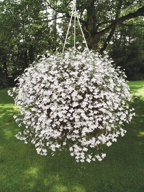 lobelia white cloud