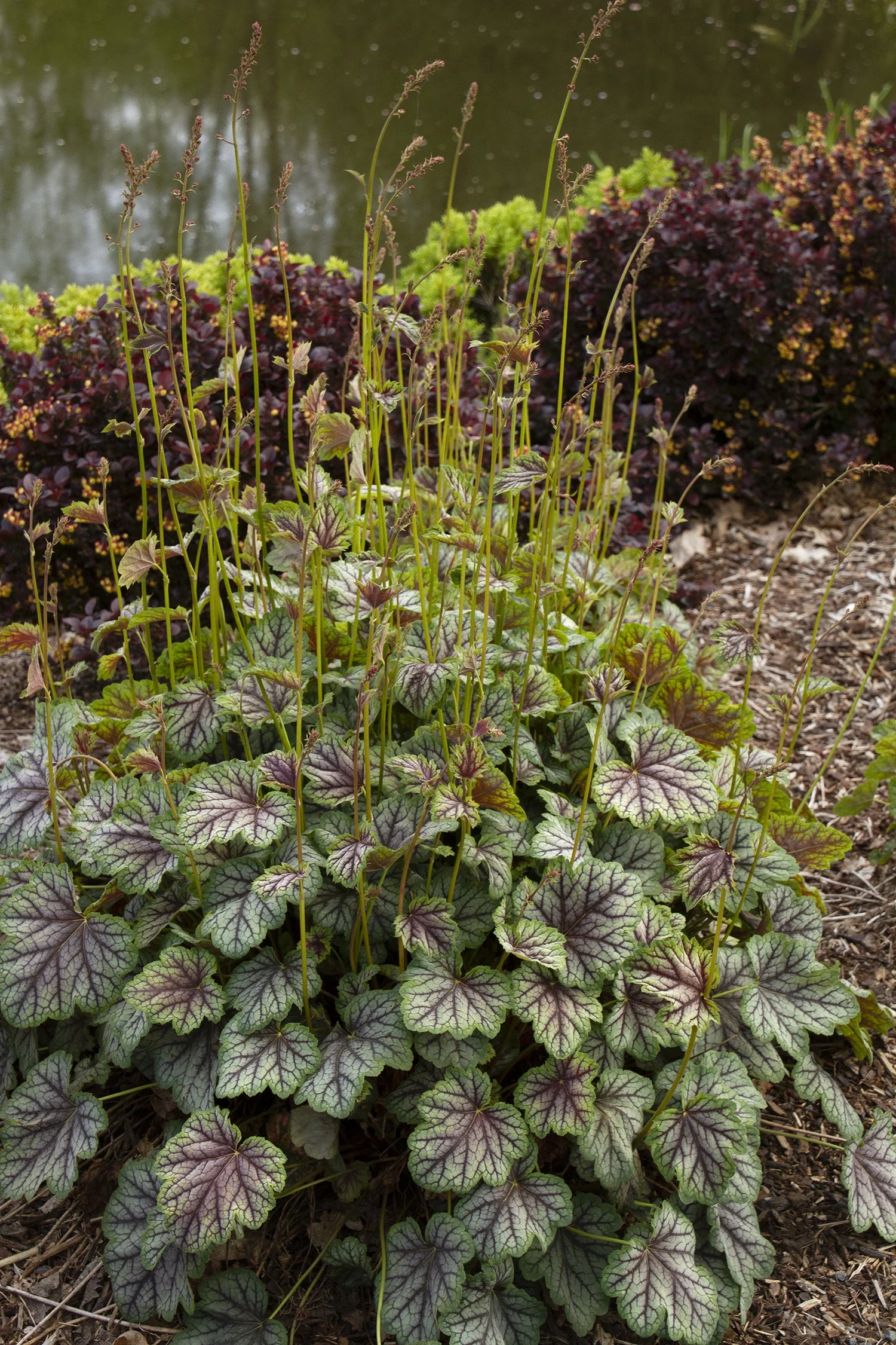 heuchera position