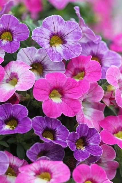 calibrachoa starlight