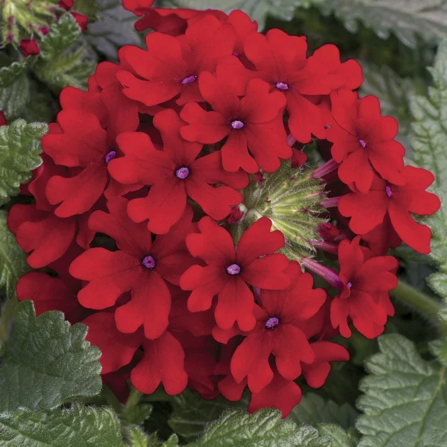 verbena aztec raspberry