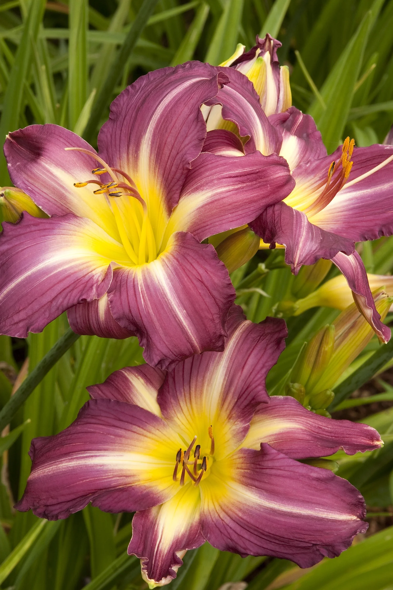 purple hemerocallis