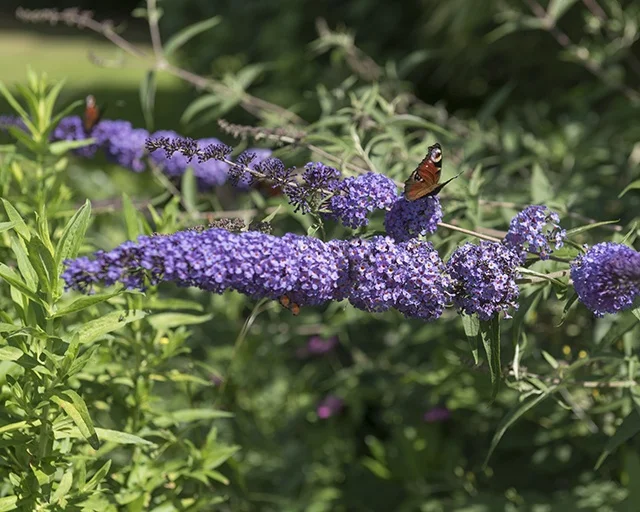 psychedelic sky bush
