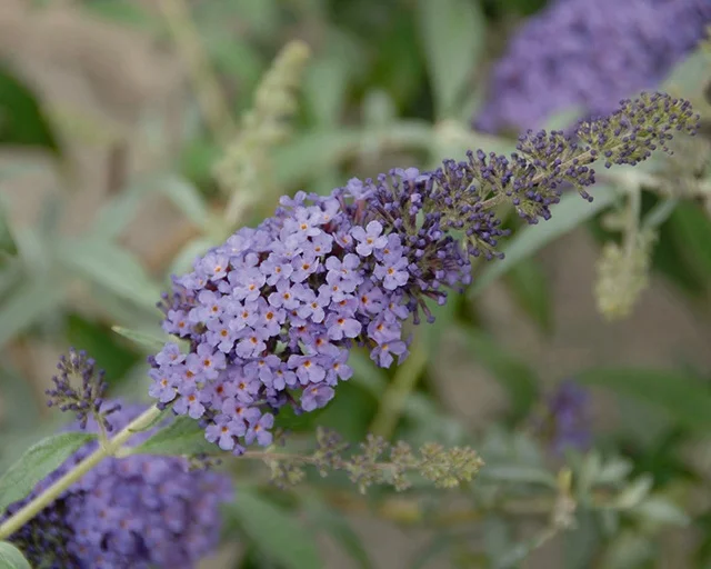 psychedelic sky bush