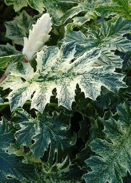 acanthus