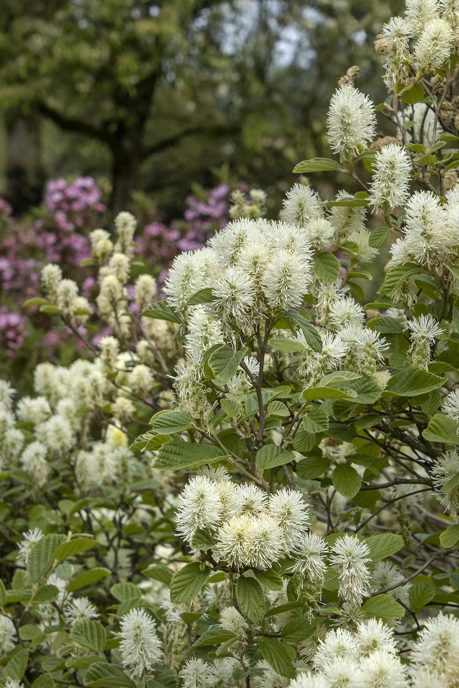 fothergilla major problems