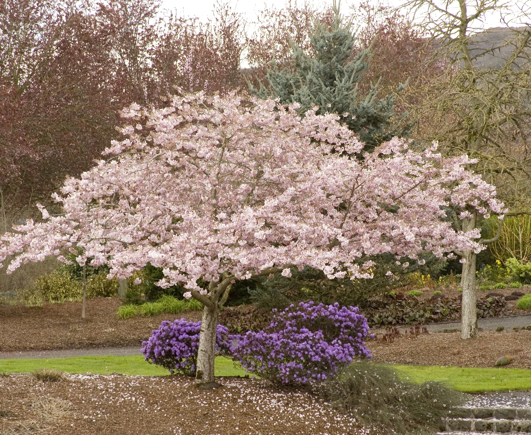 yoshino cherry tree leaf