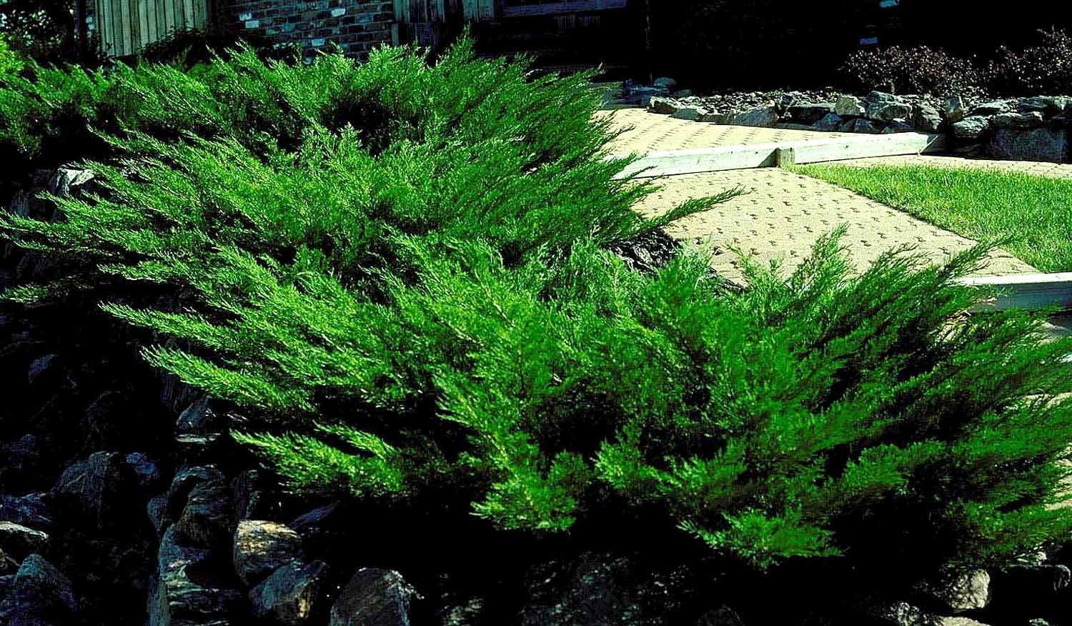 juniperus sabina