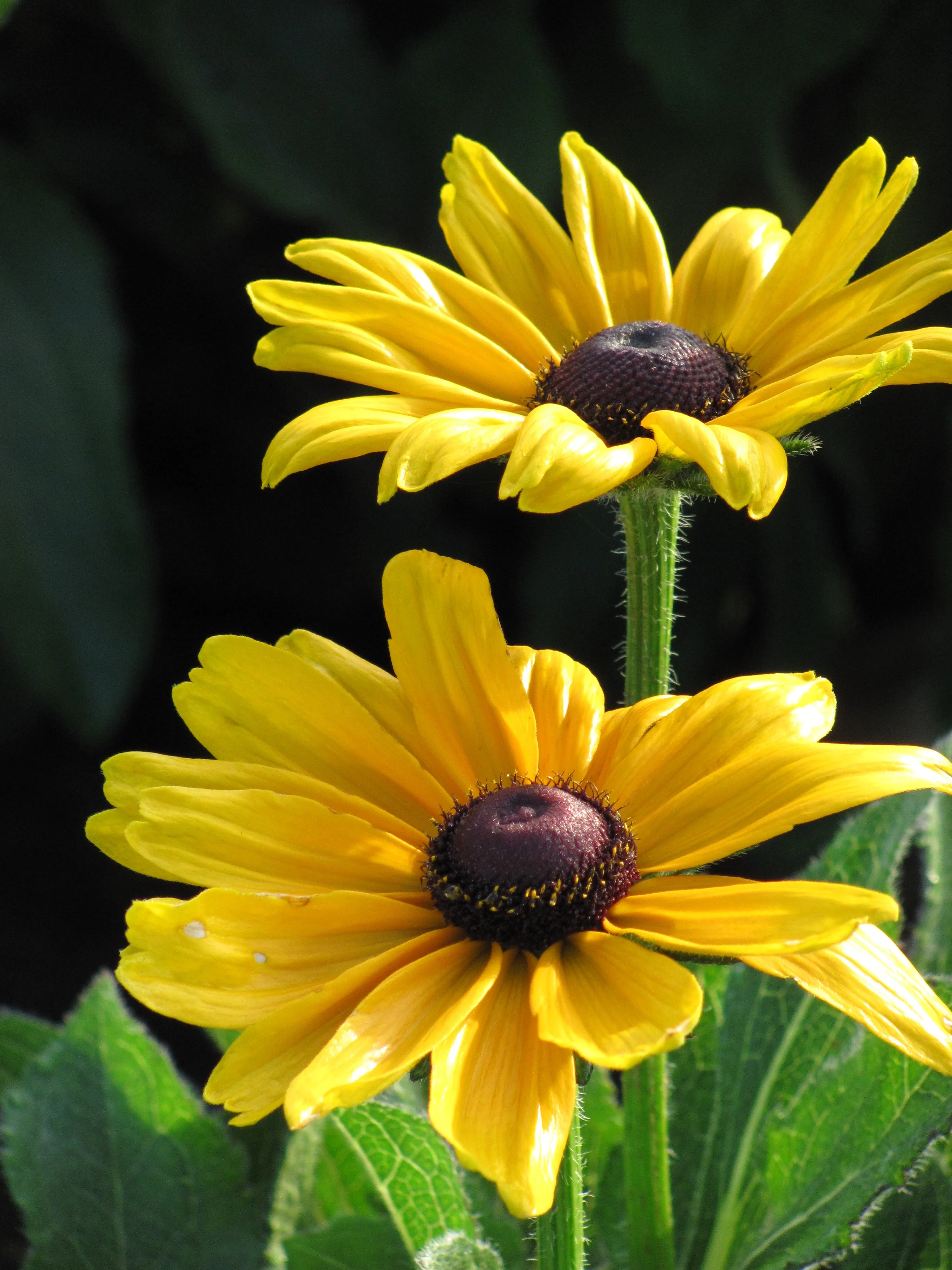 rudbeckia indian summer annual or perennial