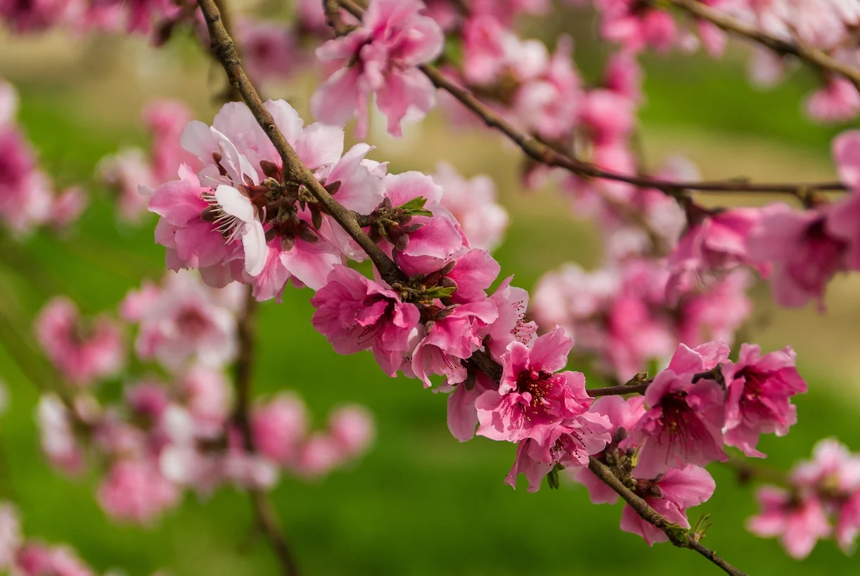 do nectarine trees flower