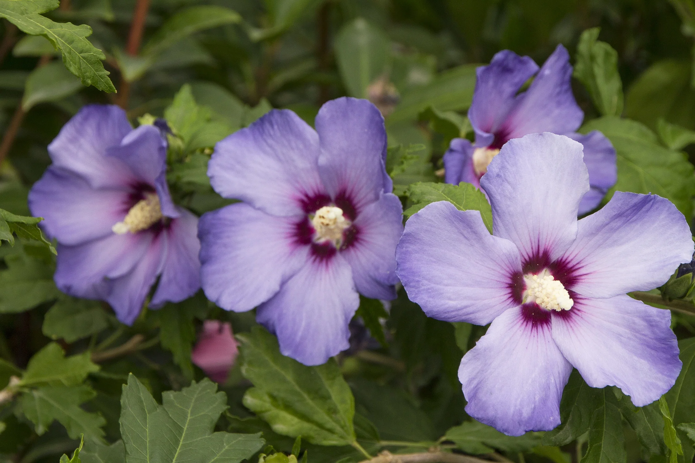 hibiscus bluebird pruning