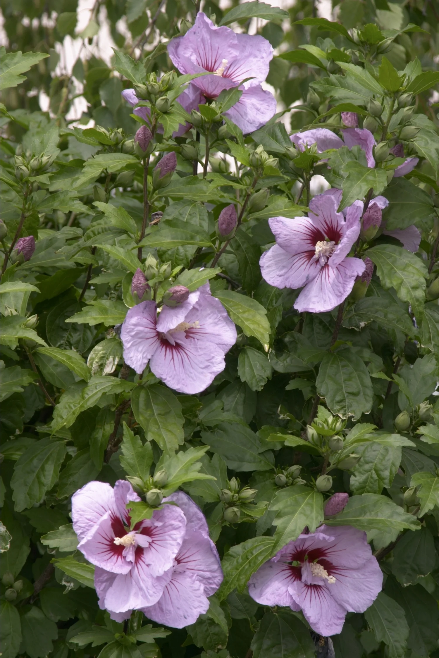 hibiscus bluebird pruning