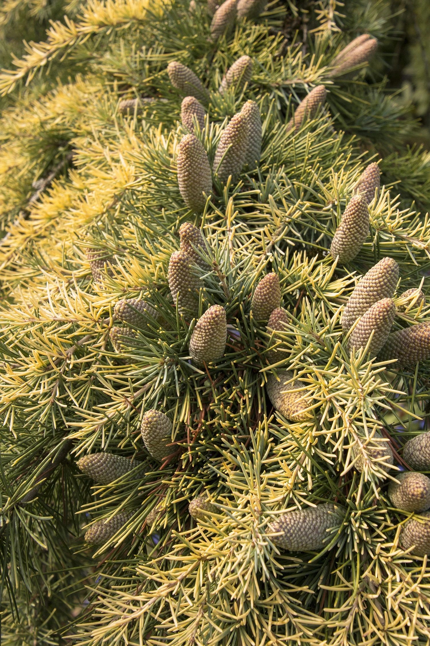 deodar cedar cones problems