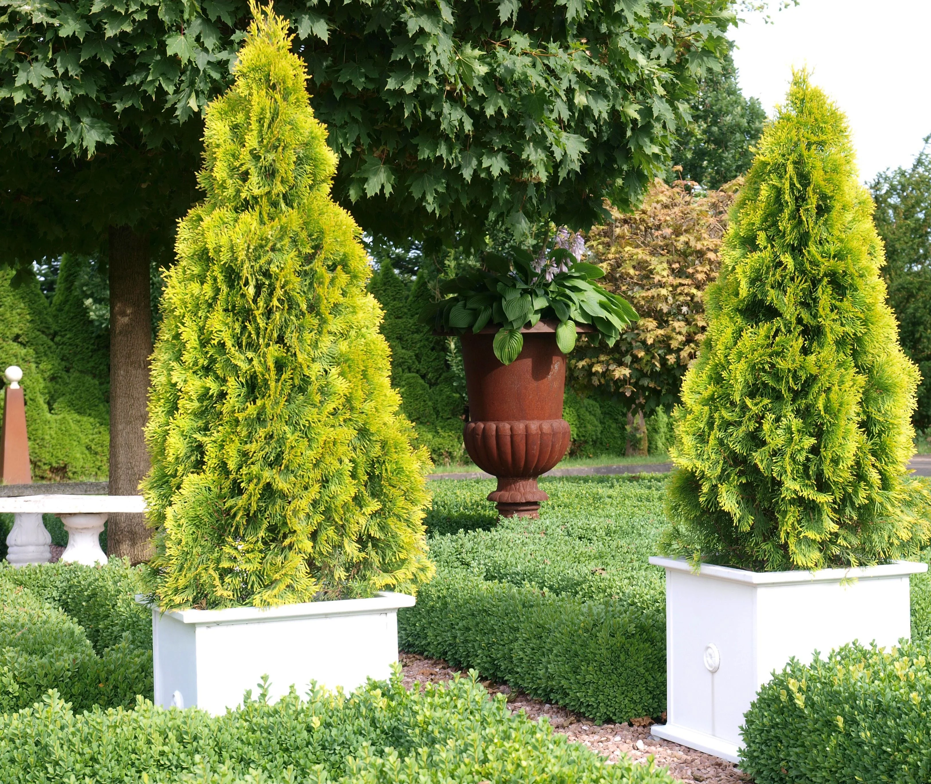 arborvitae highlights