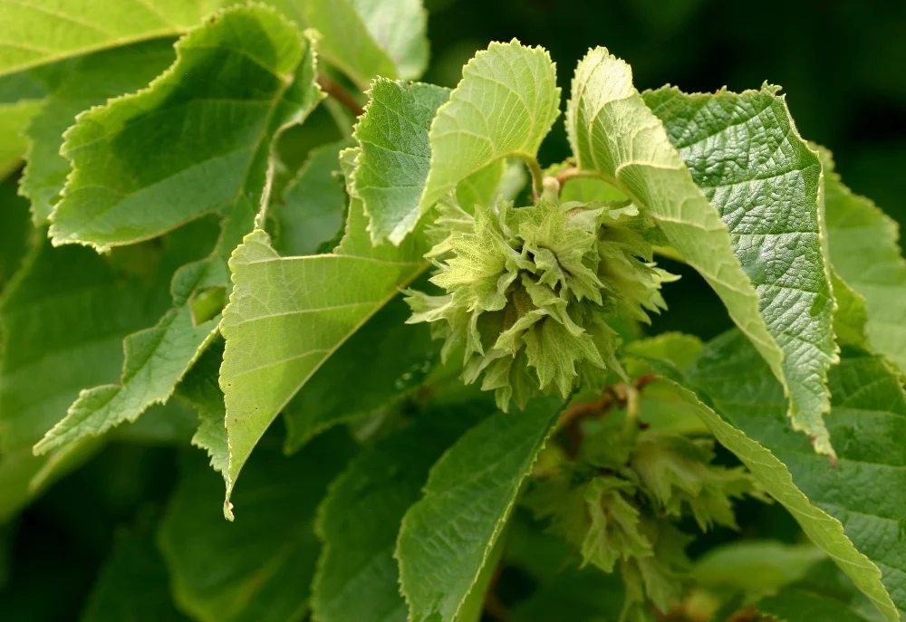 american hazelnut leaf