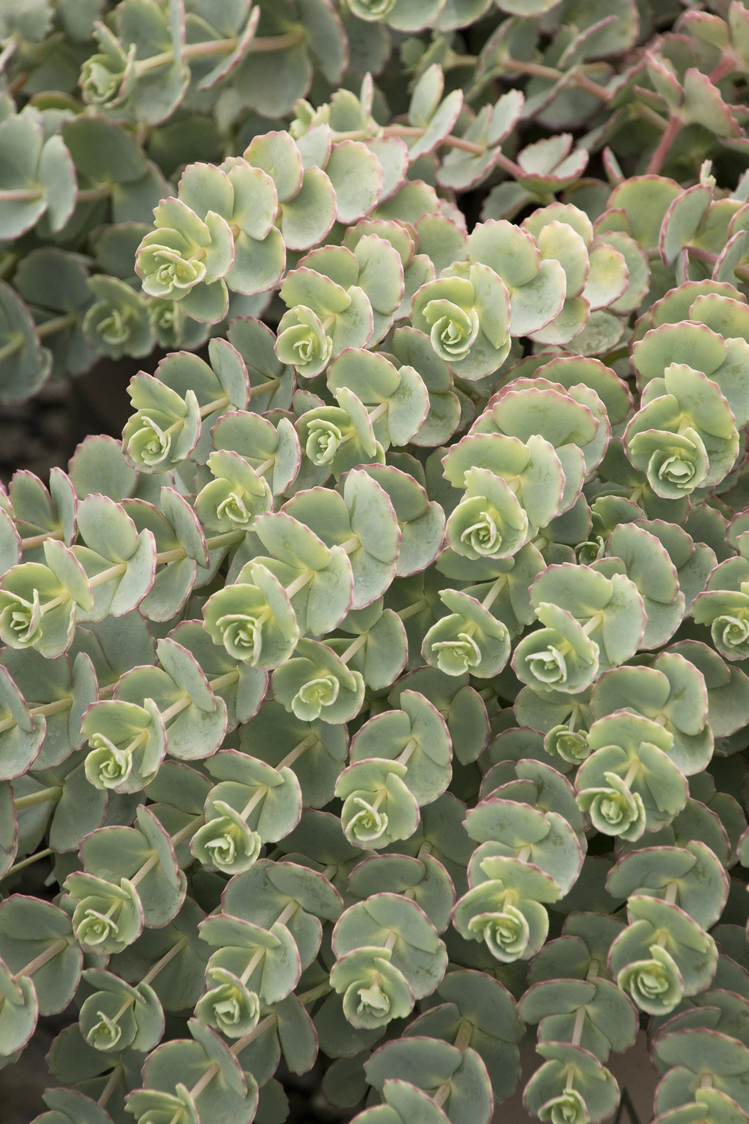 sedum sieboldii
