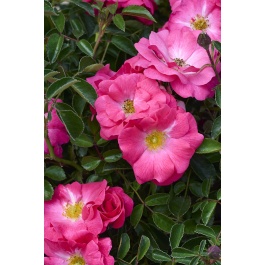Flower Carpet® Pink Supreme Rose, Rosa x 'NOA168098F' PP #19,206