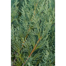 Hetz Blue Juniper, Juniperus chinensis 'Hetzii Glauca', Monrovia Plant