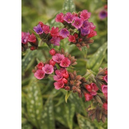 Raspberry Splash Lungwort, Pulmonaria longifolia 'Raspberry Splash'