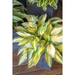 Great Expectations Hosta, Hosta x 'Great Expectations', Monrovia Plant