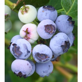 Emerald Blueberry, Vaccinium corymbosum 'Emerald', Monrovia Plant