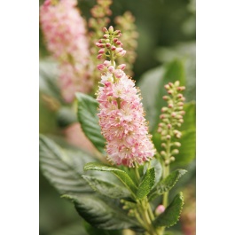 Ruby Spice Summersweet, Clethra alnifolia 'Ruby Spice', Monrovia Plant