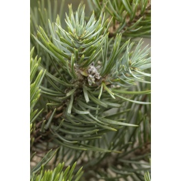Two-Needle Pinyon Pine, Pinus edulis, Monrovia Plant
