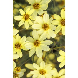 Moonbeam Threadleaf Coreopsis, Coreopsis verticillata 'Moonbeam'