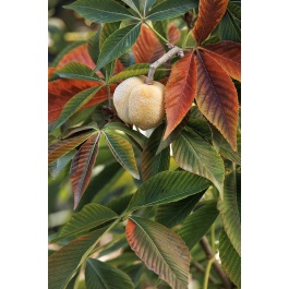 Autumn Splendor Horse Chestnut, Aesculus x arnoldiana 'Autumn Splendor'