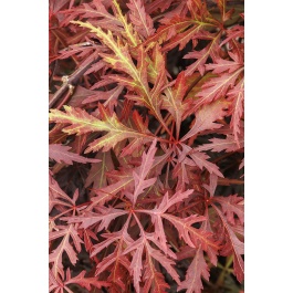 Orangeola Japanese Maple, Acer palmatum 'Orangeola', Monrovia Plant