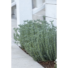 Blue Spruce Stonecrop, Sedum reflexum 'Blue Spruce', Monrovia Plant