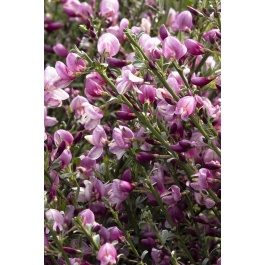 Minstead Scotch Broom, Cytisus x 'Minstead' (Dallimorei hybrid)