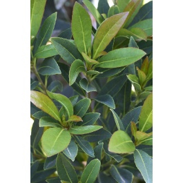 Shogun® Series Japanese Blueberry Tree, Elaeocarpus decipiens