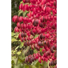 Dwarf Burning Bush, Euonymus alatus 'Compactus', Monrovia Plant