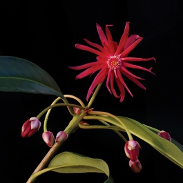 Star Flower Scorpio Anise Tree, Illicium x 'NCIH1' PP #29,939