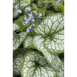 Jack Frost Brunnera, Brunnera macrophylla 'Jack Frost', Monrovia Plant