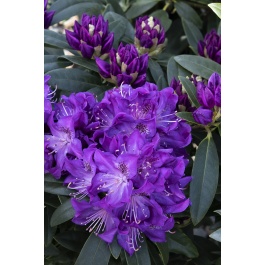 Florence Parks Rhododendron, Rhododendron x 'Florence Parks' (H-1)