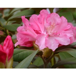 Yaku Prince Rhododendron, Rhododendron 'Yaku Prince' (H-2), Monrovia Plant